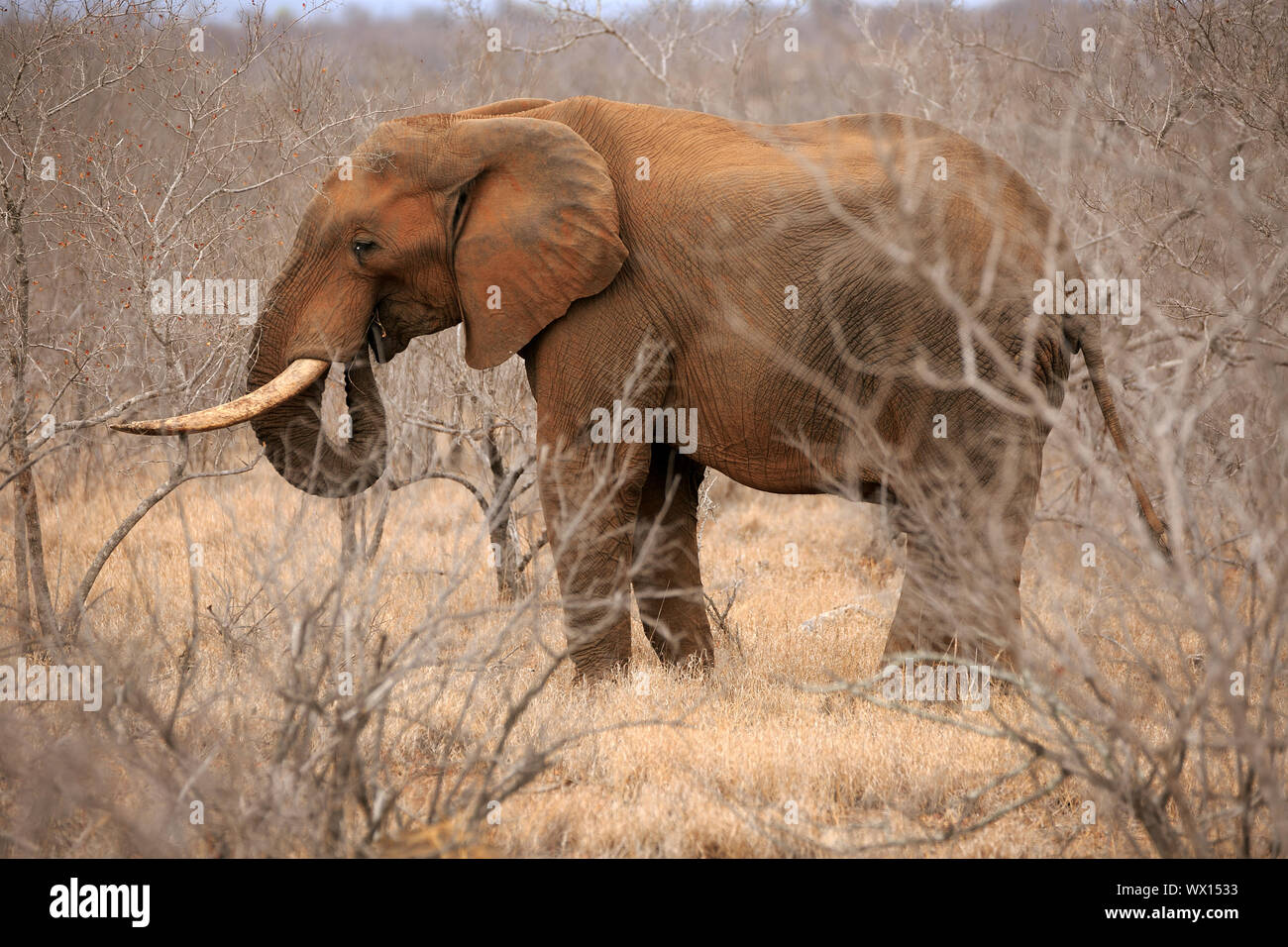 Big bull elephant Stock Photo - Alamy
