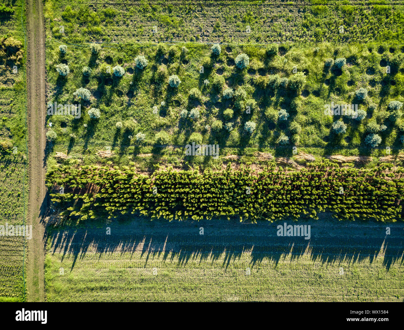 Field with pits and young trees for growing and planting the city Stock ...