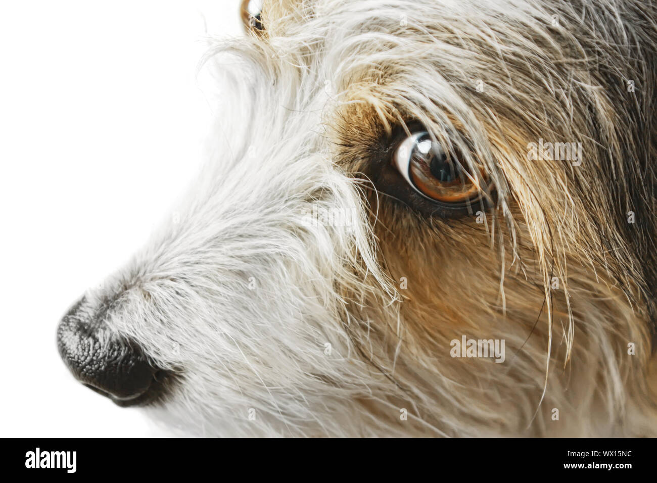 cute dog with kindly eyes Stock Photo - Alamy