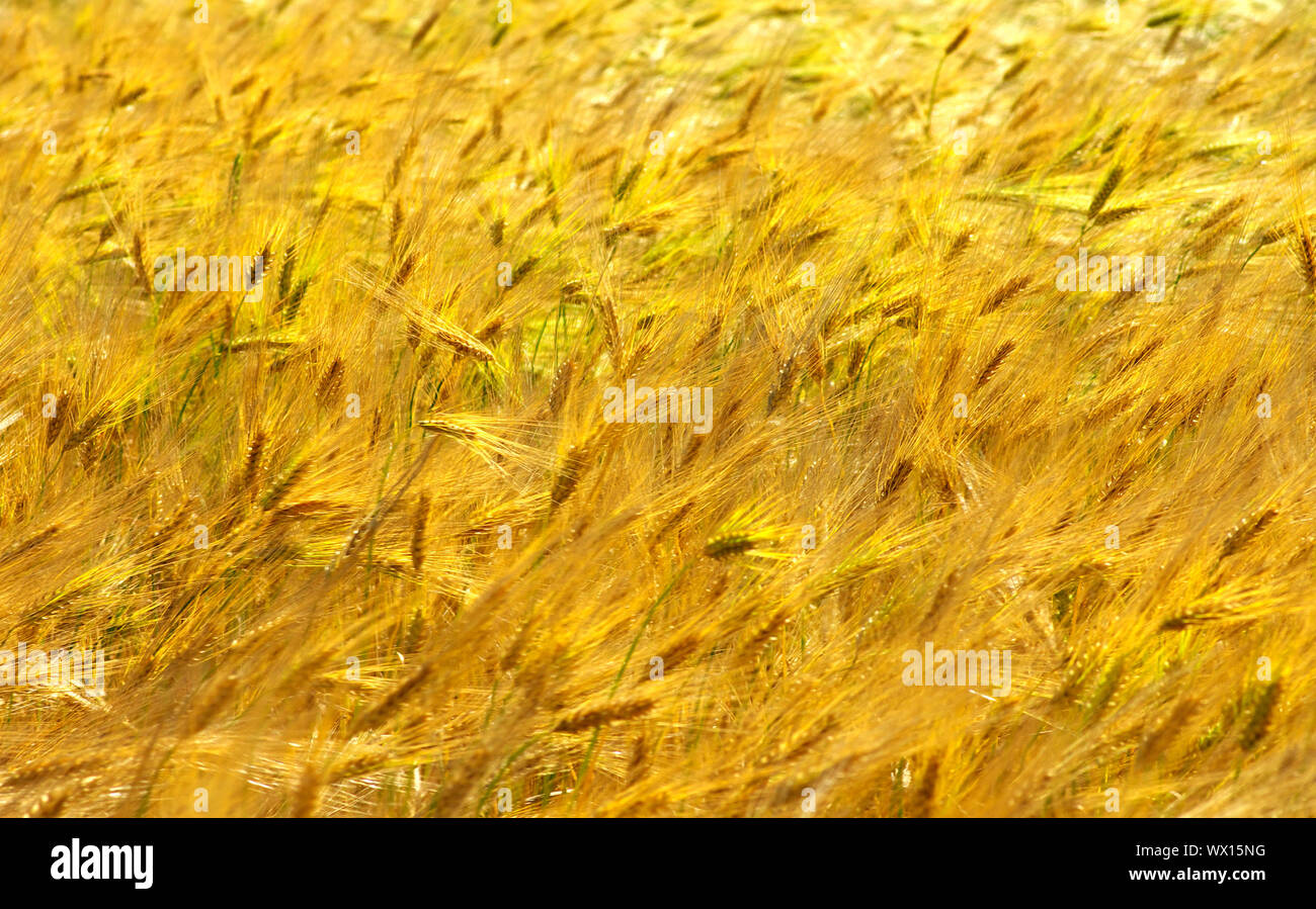 Yellow grain ready for harvest growing in a farm field Stock Photo - Alamy