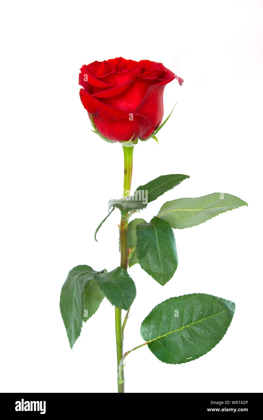 beautiful red rose on a white background Stock Photo - Alamy