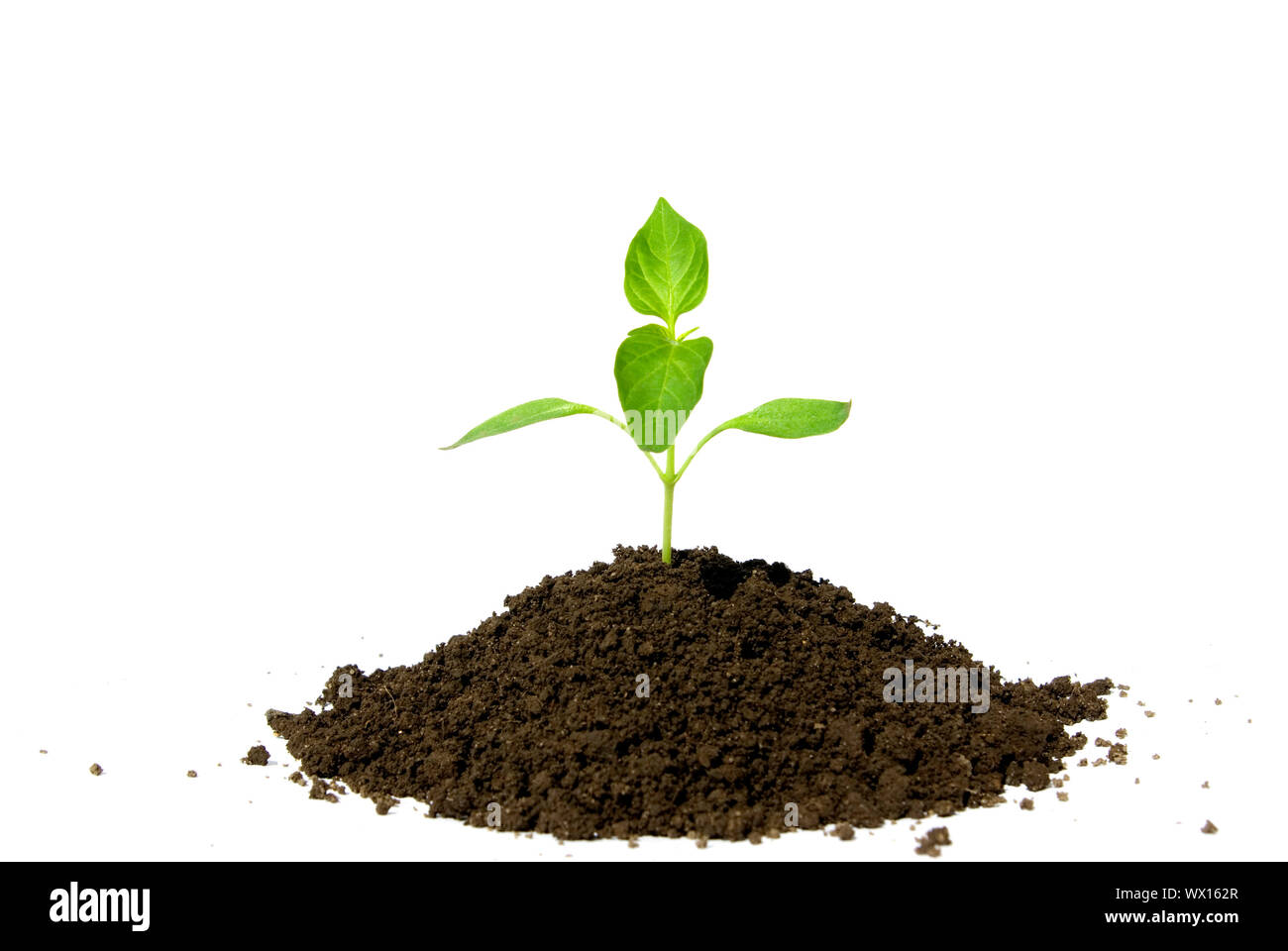 Little green plant on white background Stock Photo - Alamy