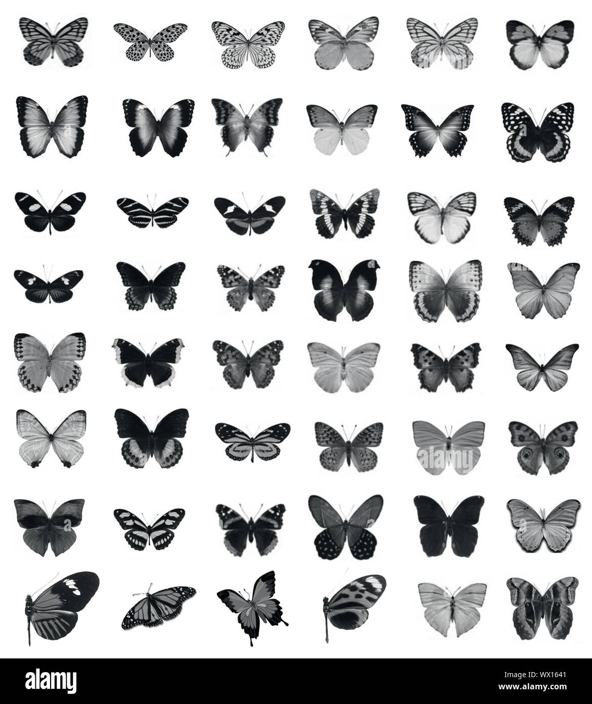 set of butterfly design isolated on white Stock Photo - Alamy