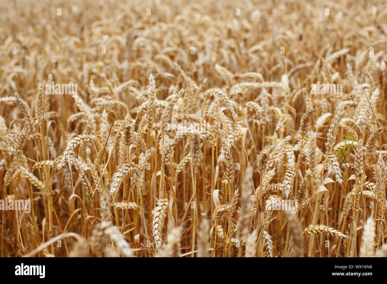 wheat close up on farm field Stock Photo - Alamy