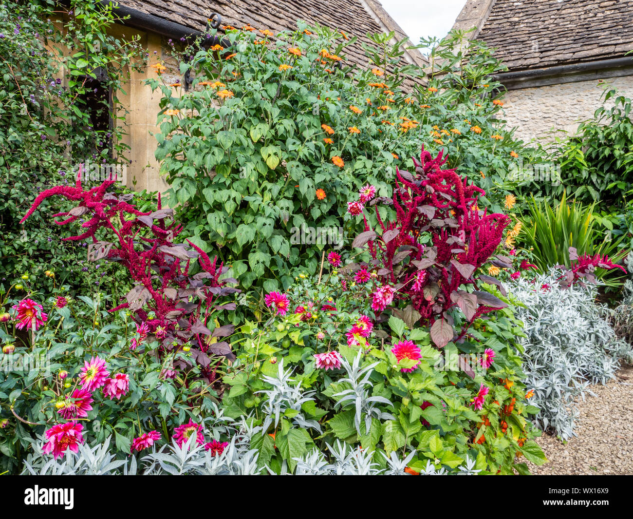 Velvet flower hi-res stock photography and images - Alamy