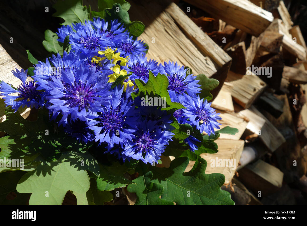 National flower of estonia hi-res stock photography and images - Alamy