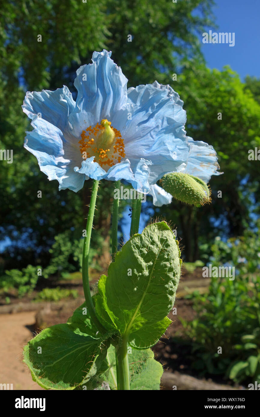 Blue poppy himalaya hi-res stock photography and images - Alamy
