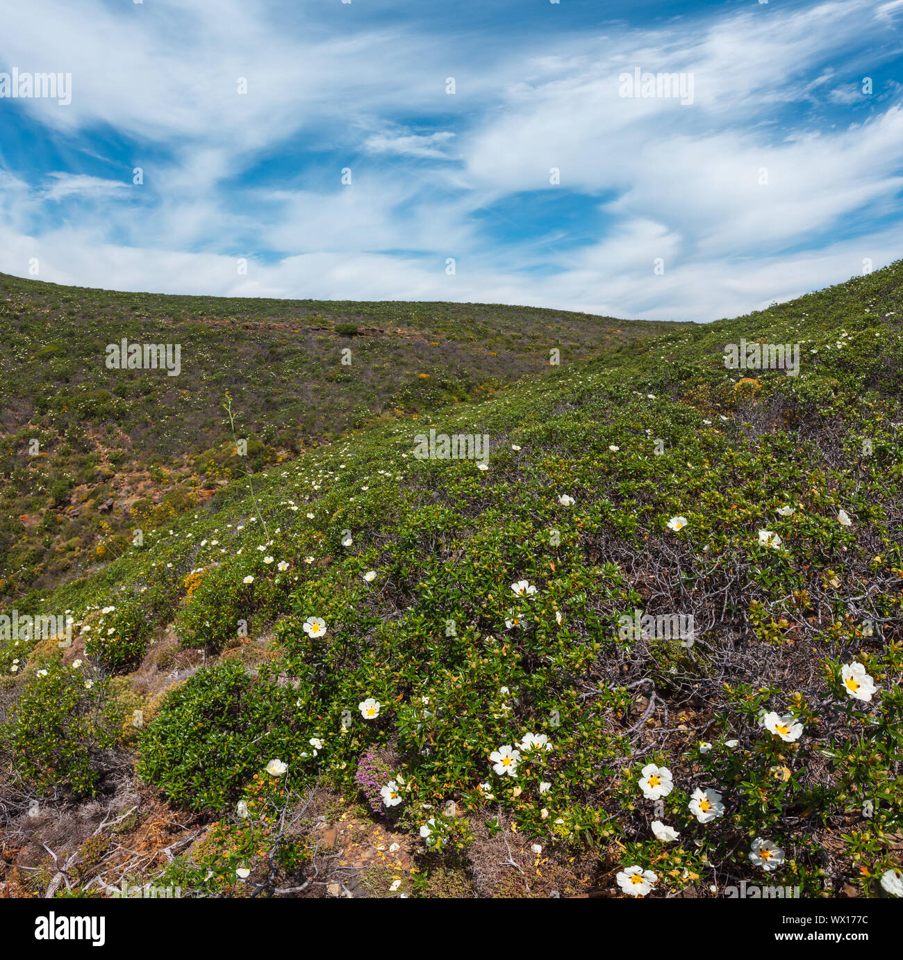 Big white wild azalea flowers not far from Atlantic ocean coast Stock ...