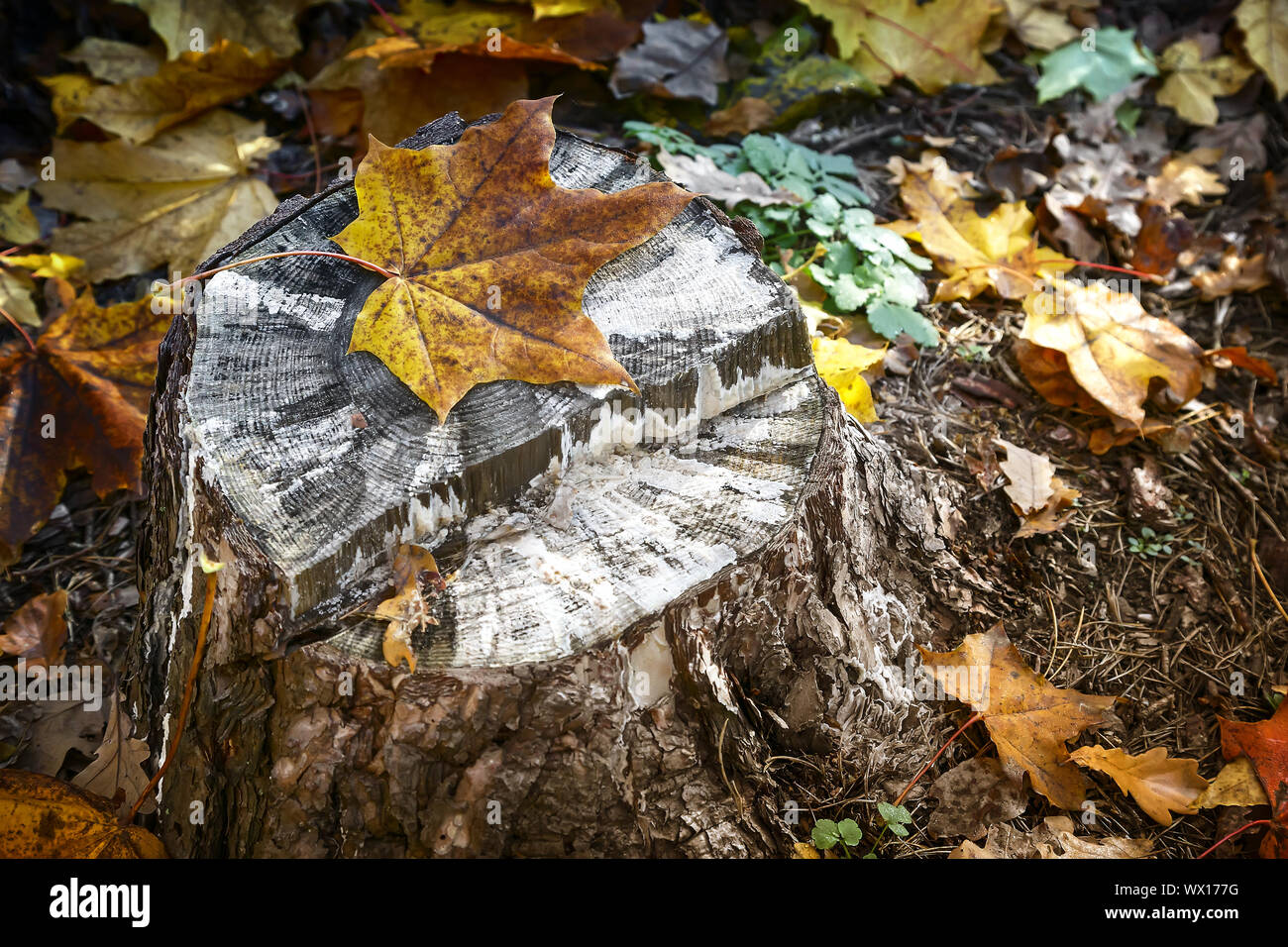 Old stump of a sawn tree trunk Stock Photo - Alamy
