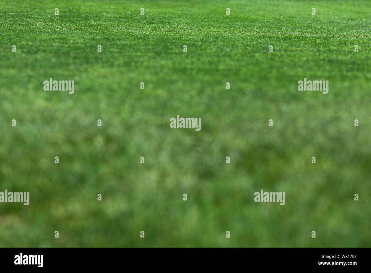 Beautiful green grass texture Stock Photo - Alamy