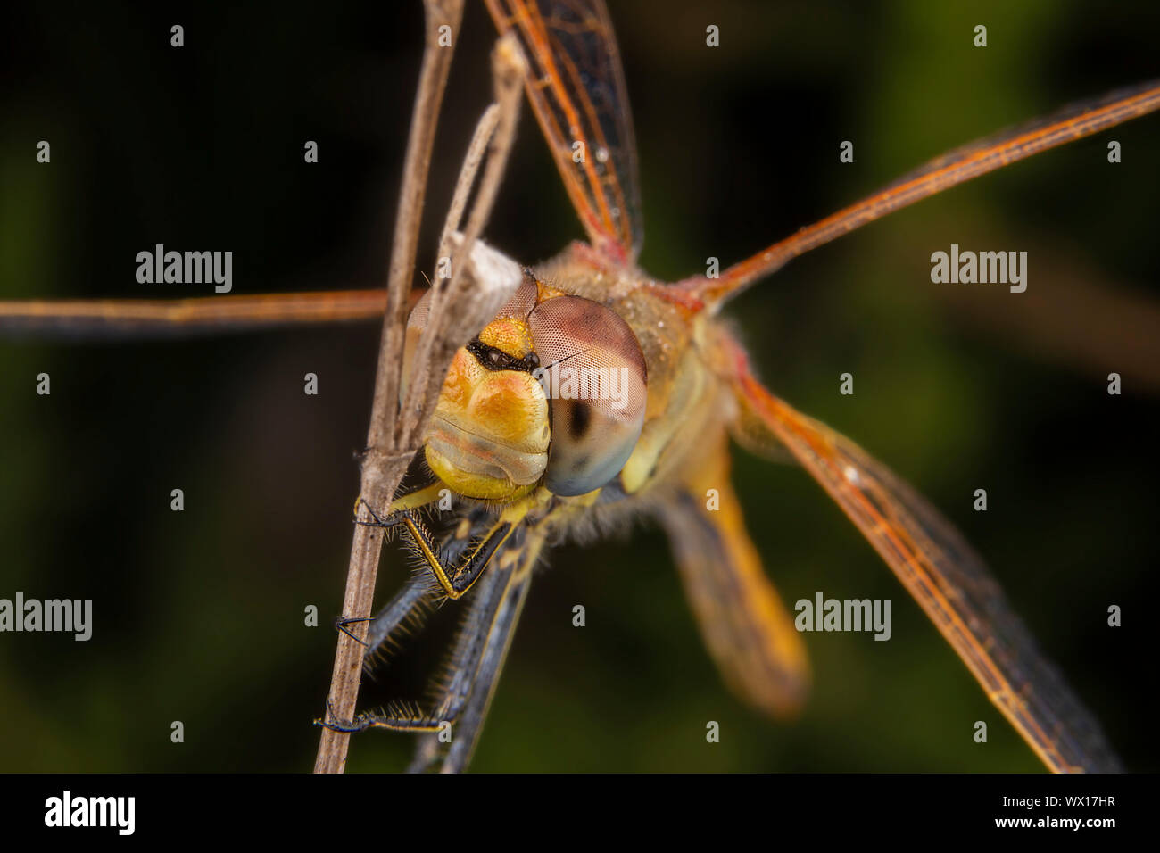 Beautiful macro photography of dragonfly sleeping Stock Photo - Alamy