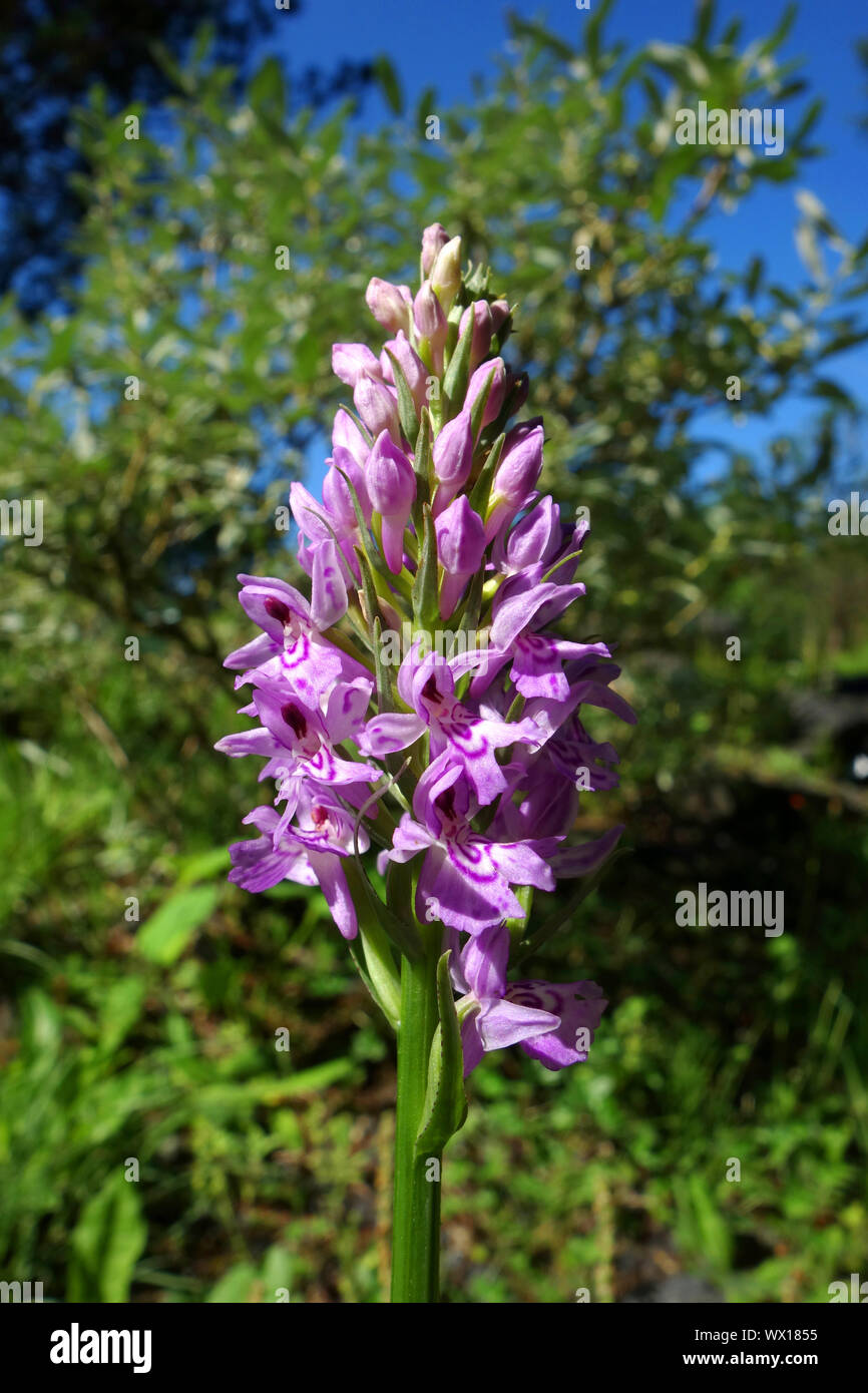 Satyrion orchid hi-res stock photography and images - Alamy