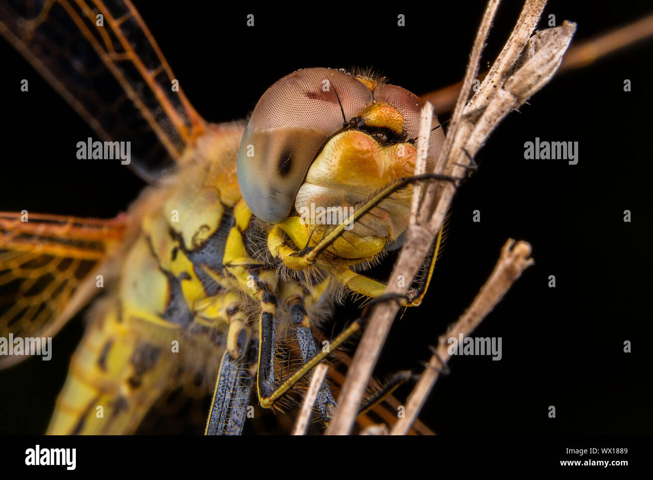 Beautiful macro photography of dragonfly sleeping Stock Photo - Alamy