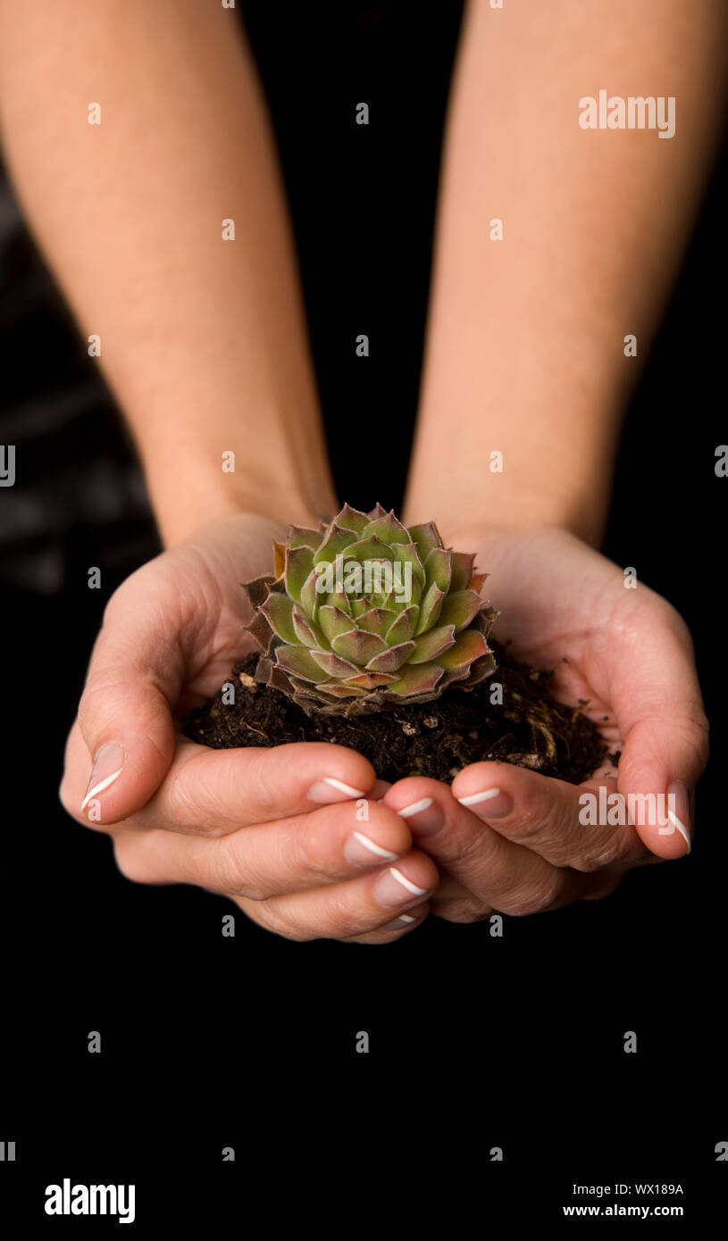 Beautiful hands hold new life as a plant Stock Photo - Alamy