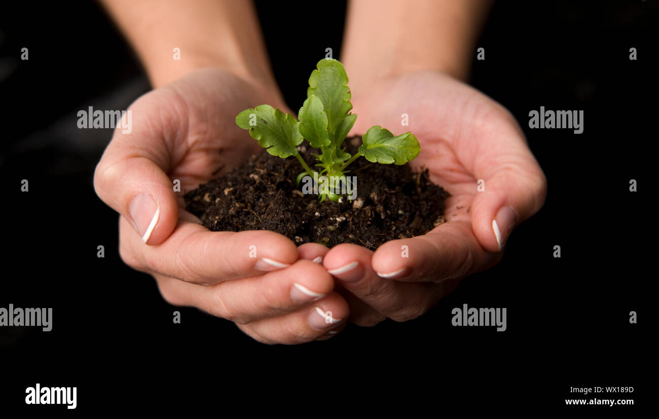 Beautiful hands hold new life as a plant Stock Photo - Alamy
