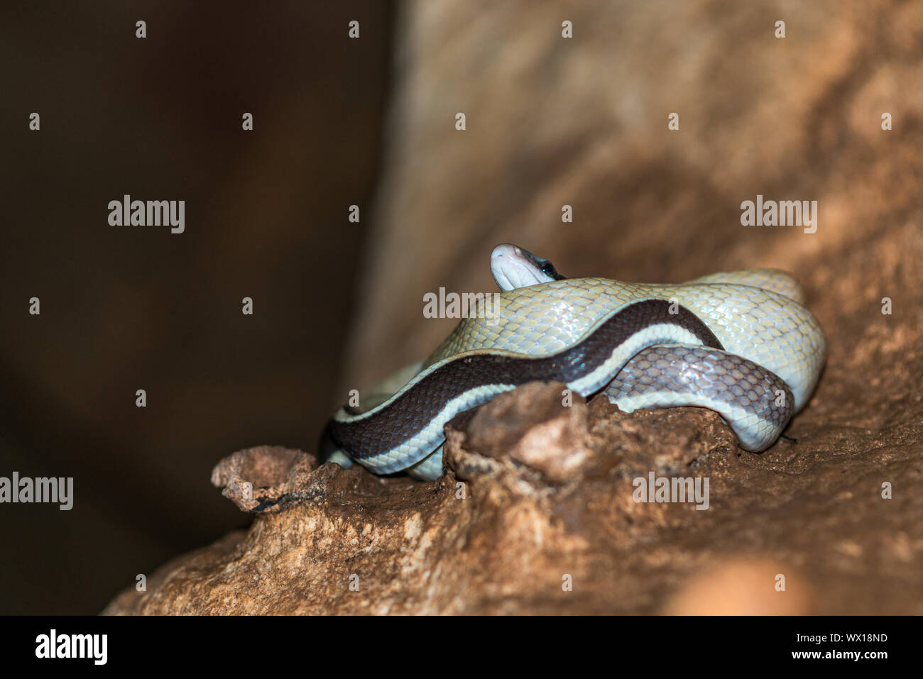 Inside the snake cave Tam Ngu in the Khao Sok national park Stock Photo ...