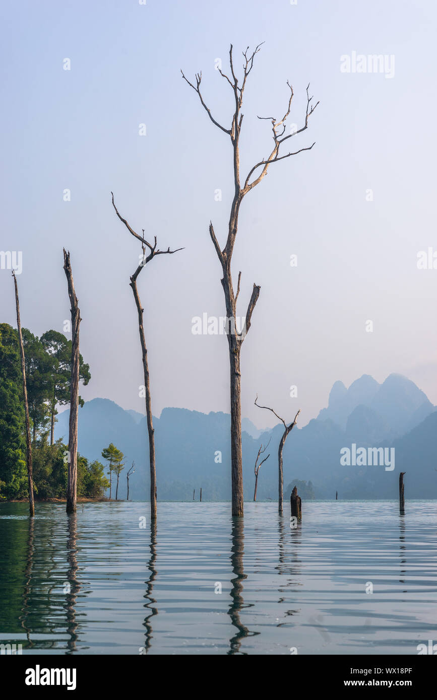 Dead standing trees as evidence of the preexisting forest in the Cheow ...