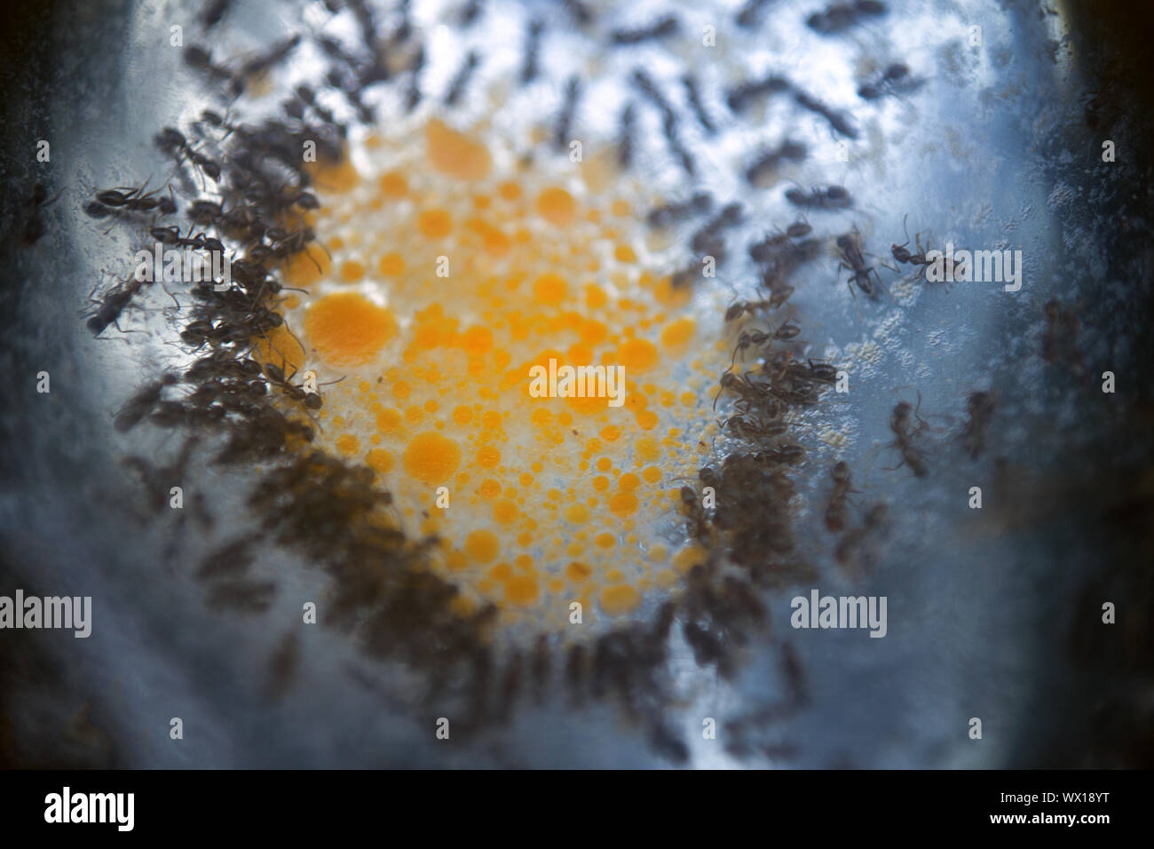 Ants crowded around sweet spot of jam Stock Photo - Alamy
