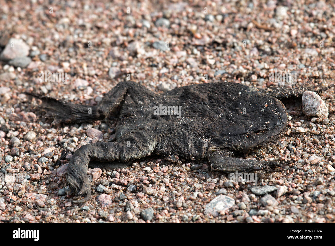 Frog crushed hi-res stock photography and images - Alamy