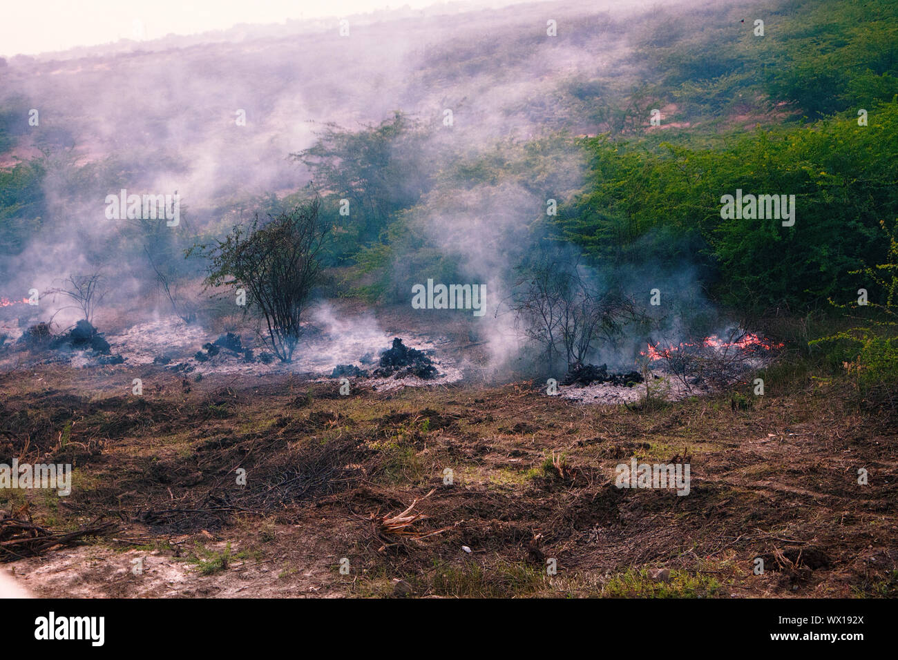 Burn with conflagration ground in wild Stock Photo - Alamy