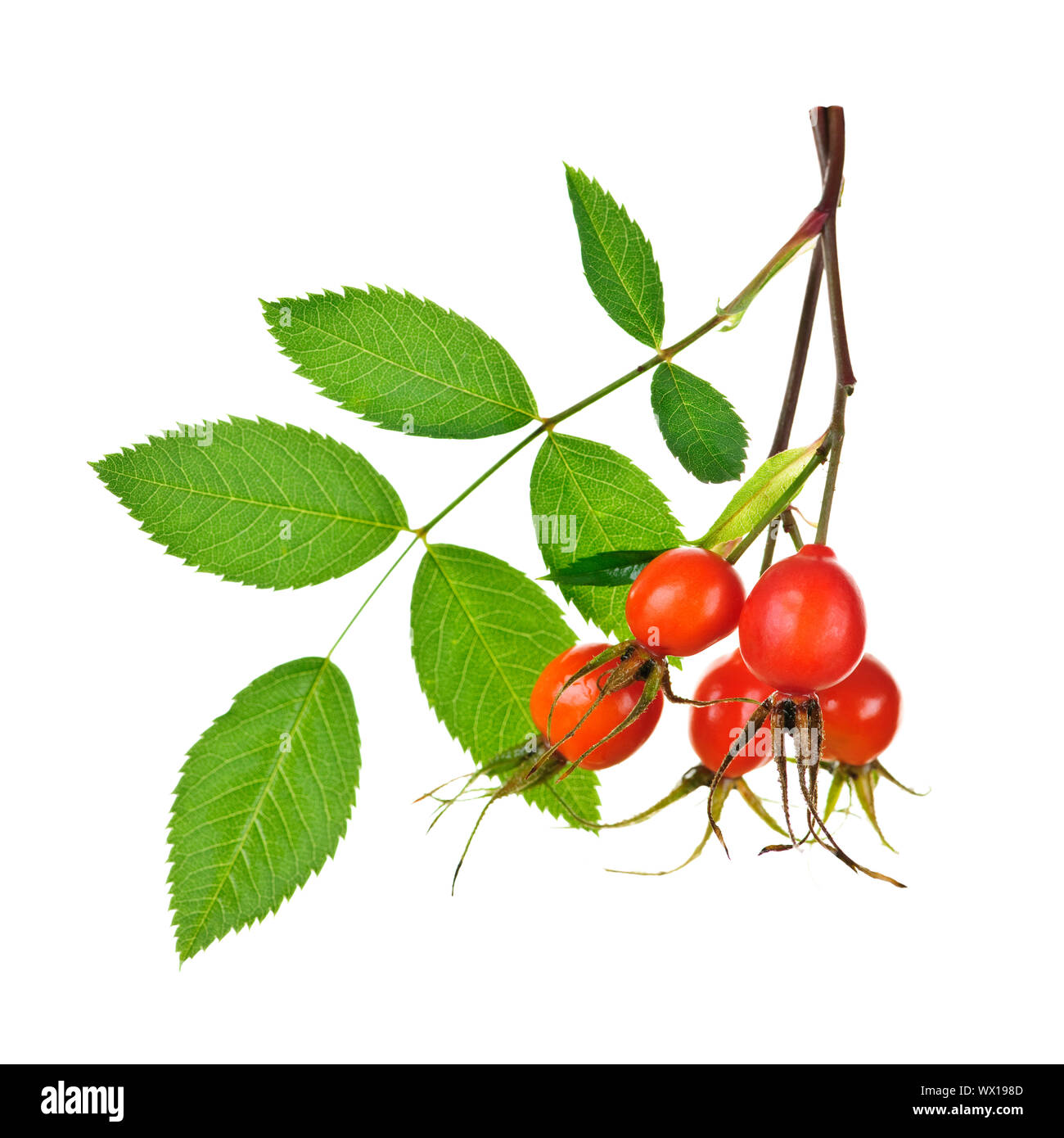 Rose branch with rosehips isolated on white background Stock Photo - Alamy