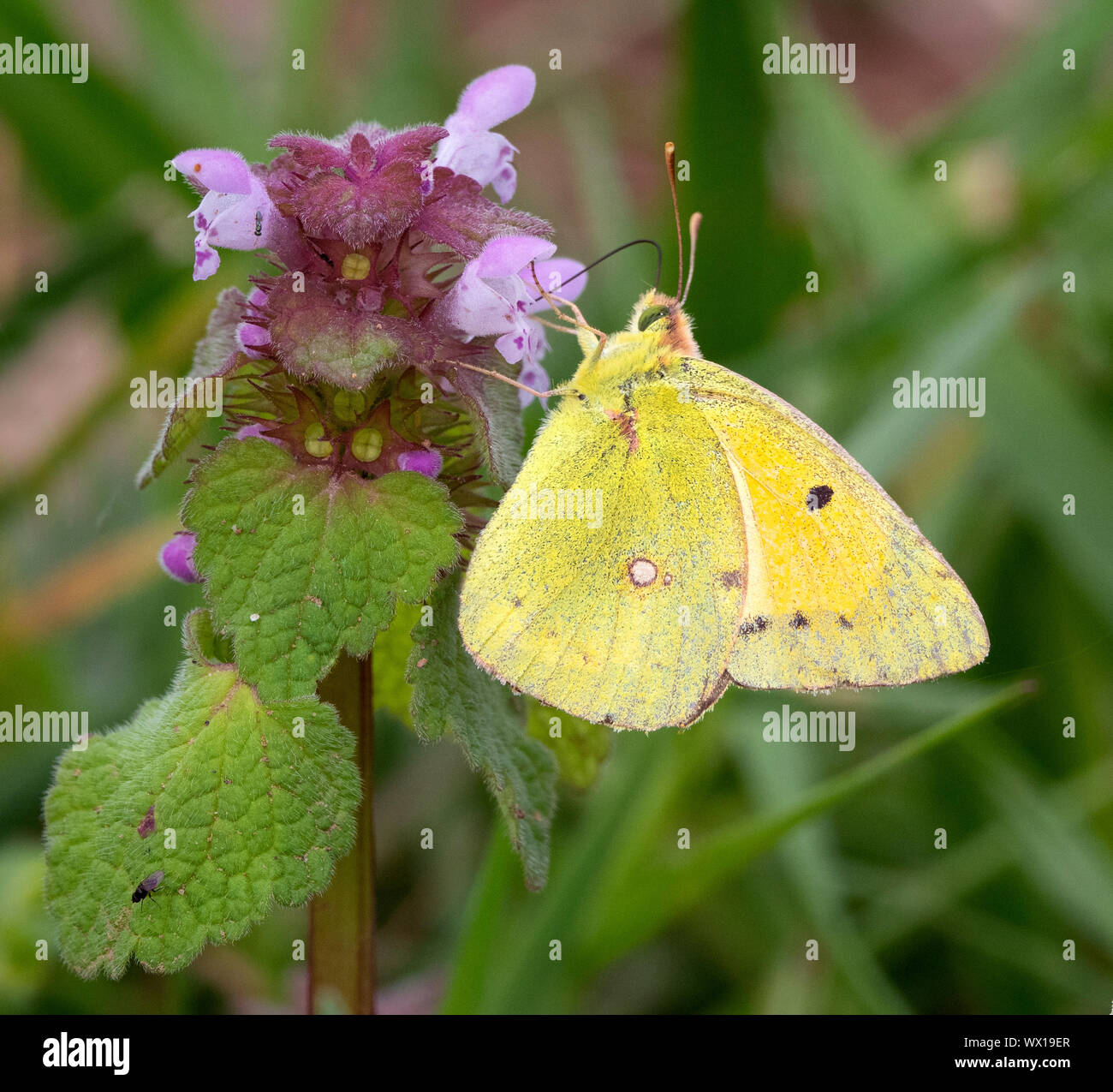 Clouded yellow male Colias croceus a late visitor to Britain feeding ...