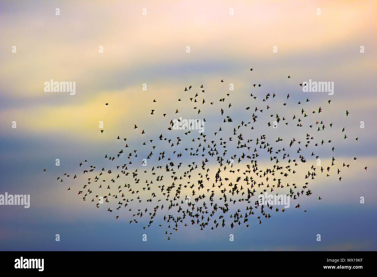 flock of jackdaws Stock Photo - Alamy