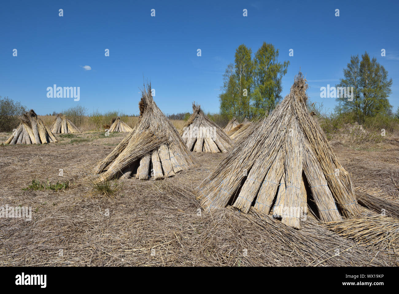 Bundles of natural reed for drying with blue sky Stock Photo - Alamy