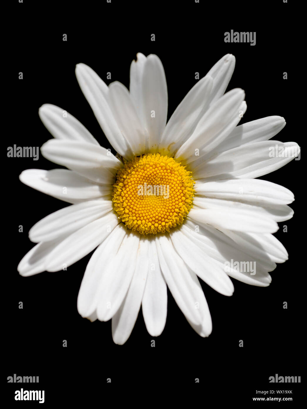 Macro view of single chamomile over black background Stock Photo - Alamy