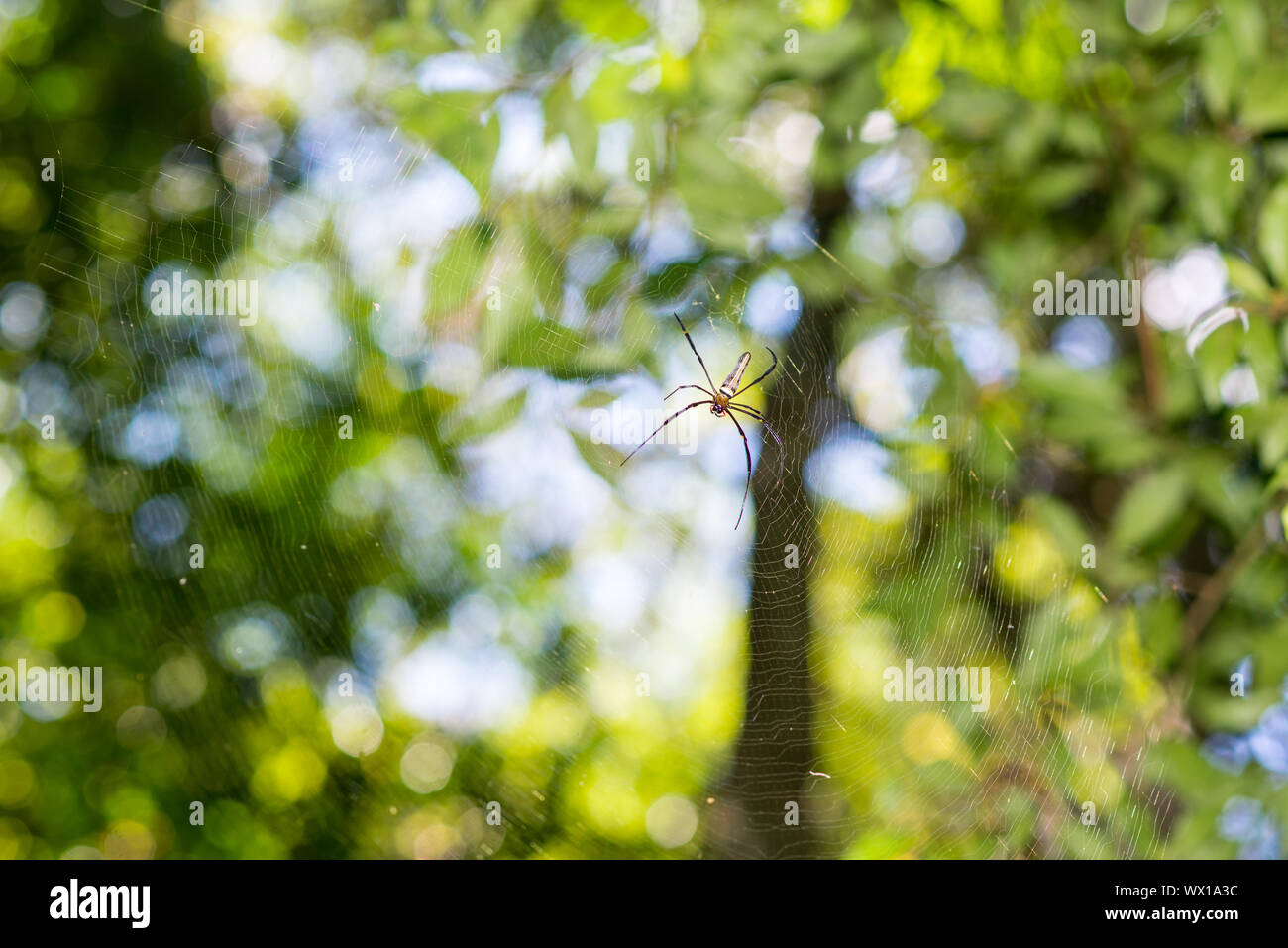Huge web with silk spider in the jungle of the national park Khao Sok ...