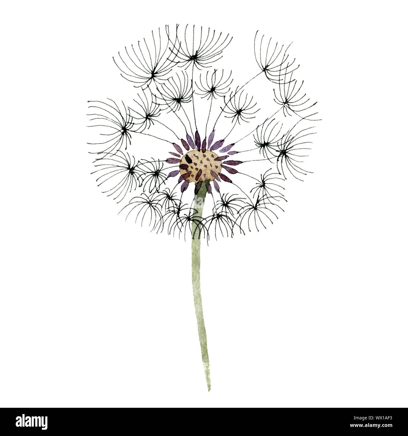 Dandelion blowball with seeds. Watercolor background illustration set ...