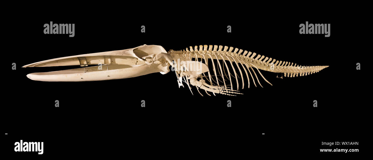 Thresher Shark Skeleton