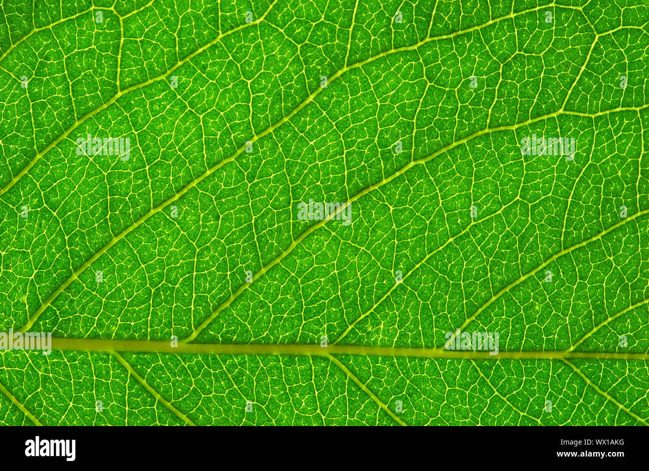 structure of leaf natural background Stock Photo - Alamy