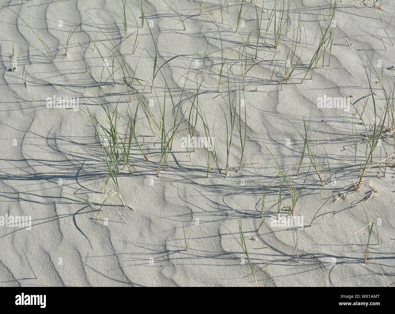 Ammophila hi-res stock photography and images - Alamy