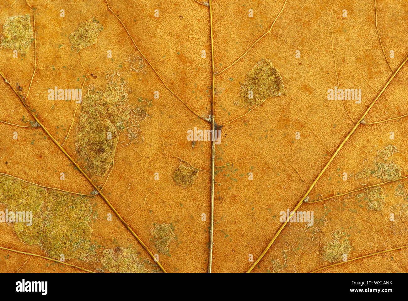 structure of leaf natural background Stock Photo - Alamy