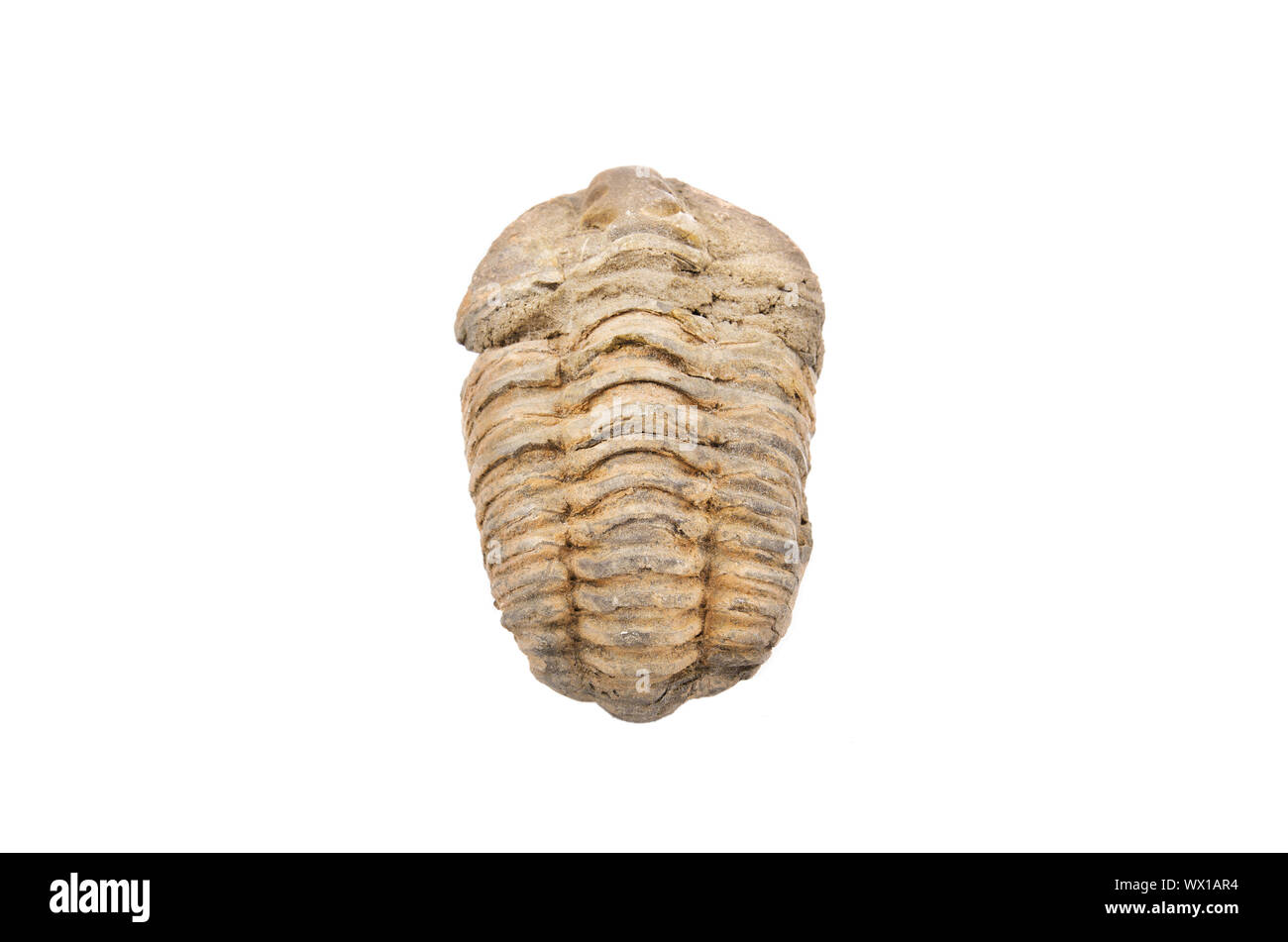 Trilobite fossil on white isolated background Stock Photo - Alamy
