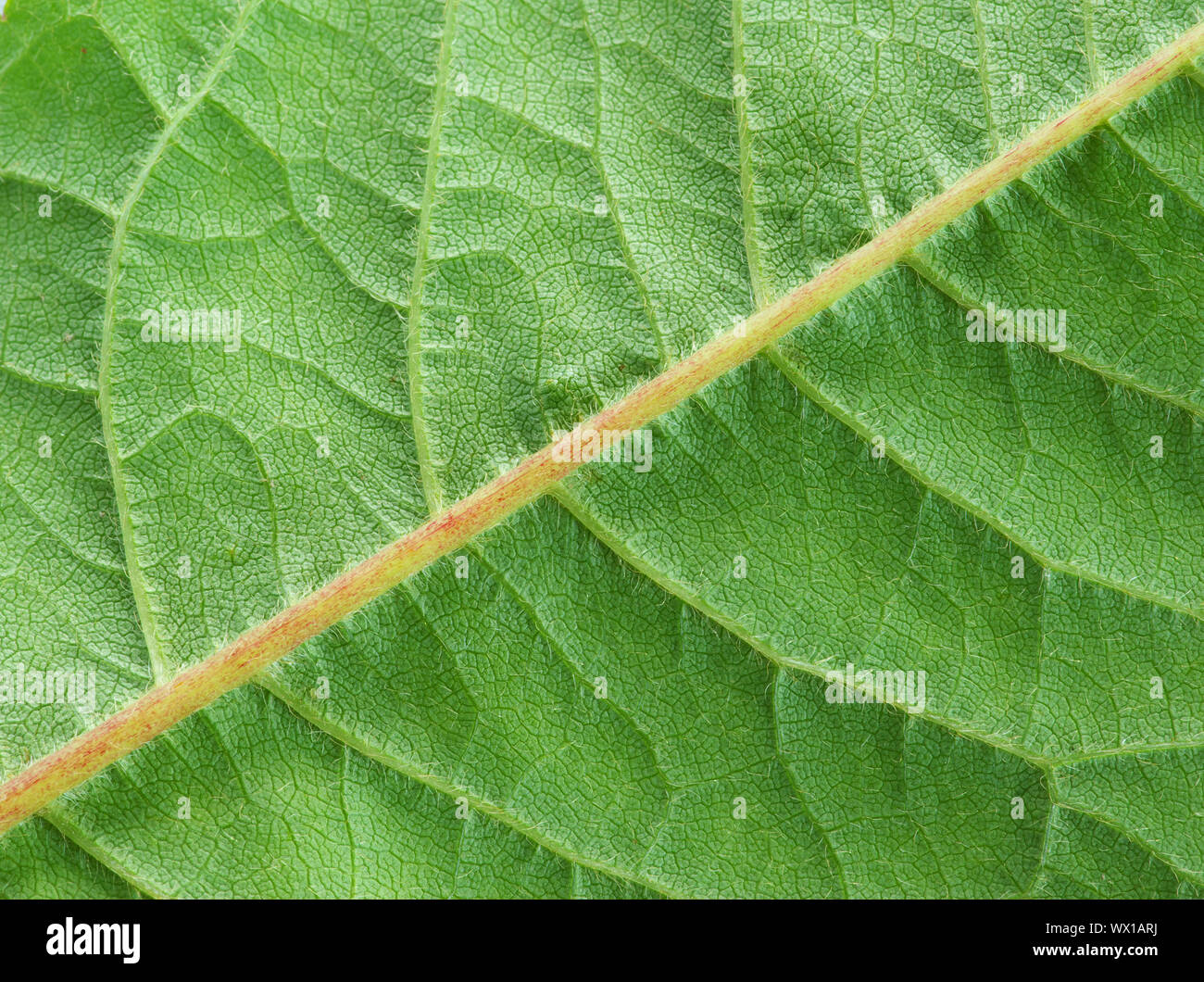 structure of leaf natural background Stock Photo - Alamy