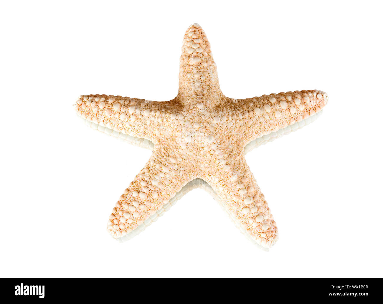 Starfish isolated on white background Stock Photo - Alamy