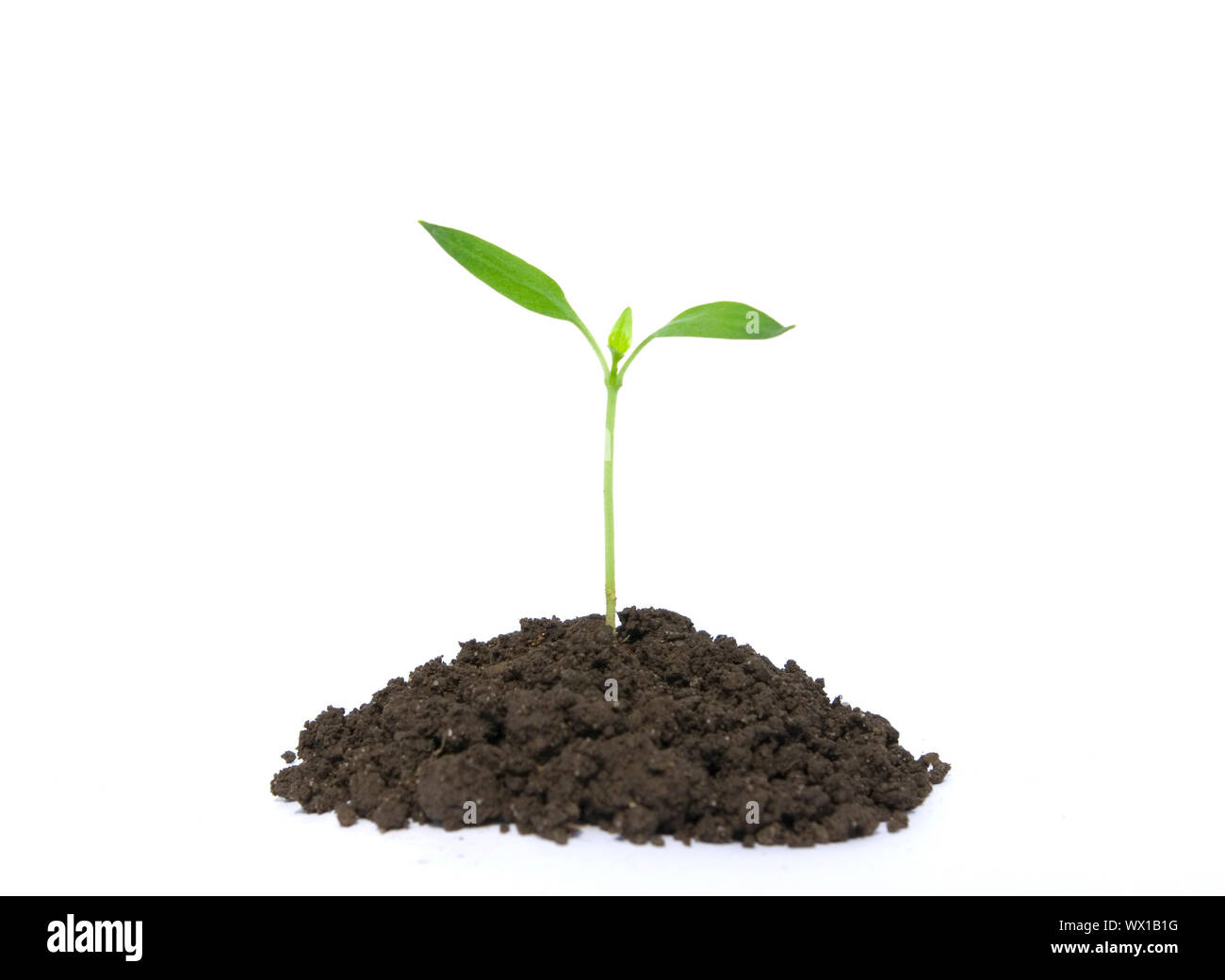Little green plant on white background Stock Photo - Alamy