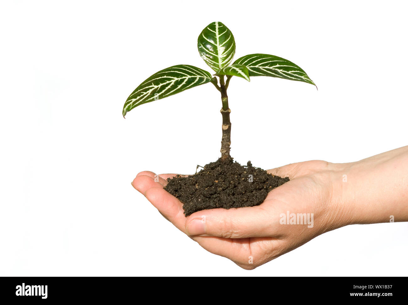 Hands holding sapling in soil on white Stock Photo - Alamy