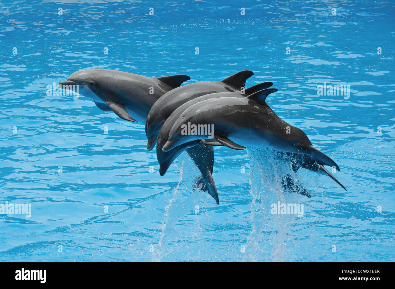 Dolphins playing in waves hi-res stock photography and images - Alamy