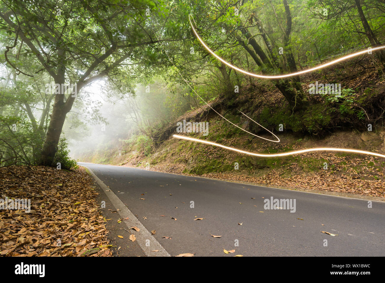 Road in the magic forest Stock Photo - Alamy