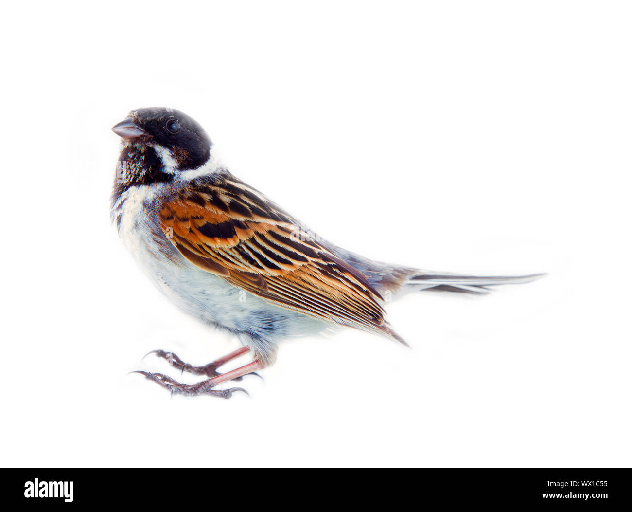 Male Reed Bunting, blackcap (Emberiza schoeniclus) male Stock Photo - Alamy