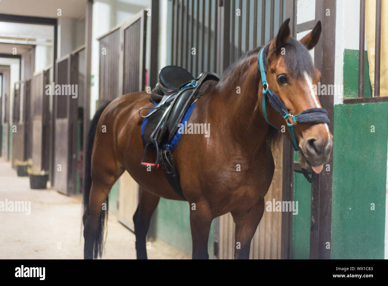 Brown horse in the stable Stock Photo - Alamy
