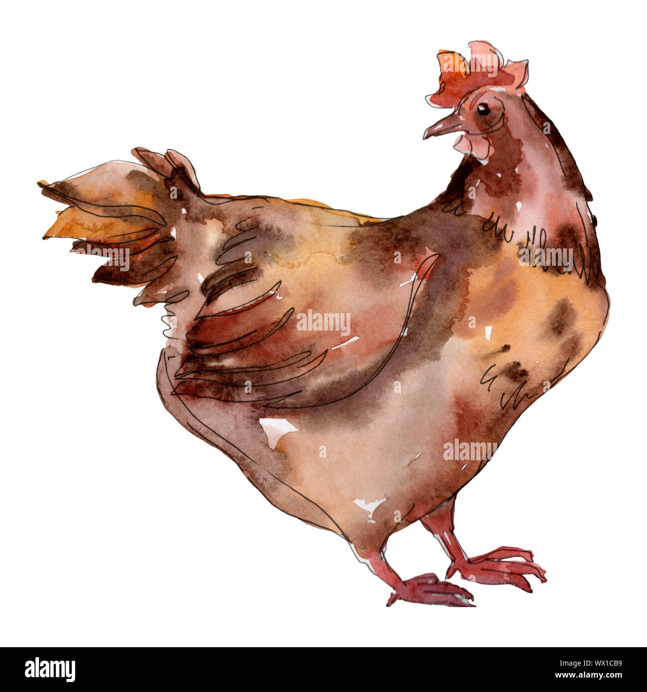 Hen farm animal isolated. Watercolor background illustration set ...