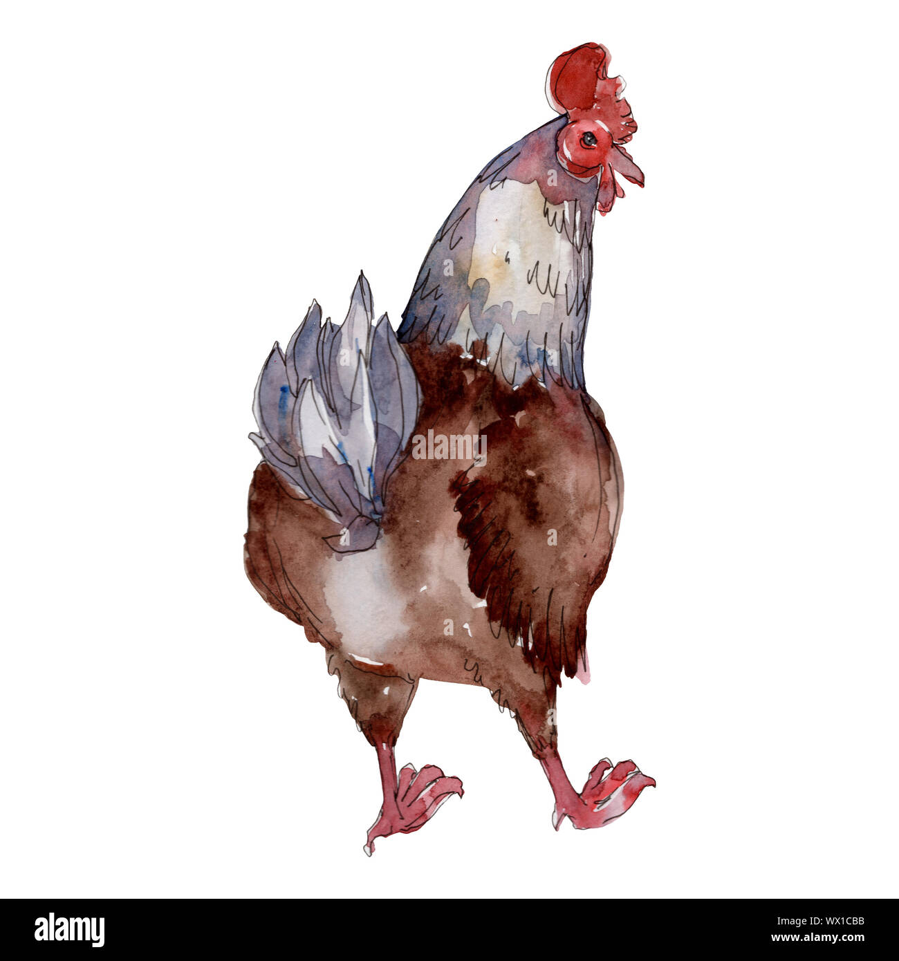 Hen farm animal isolated. Watercolor background illustration set ...