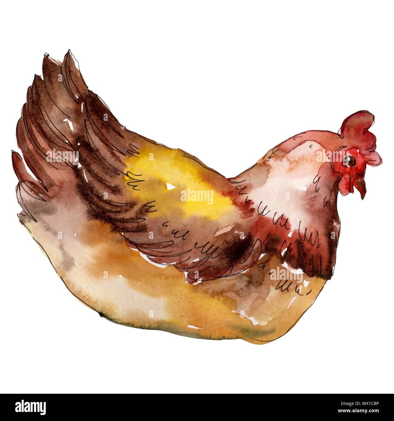 Hen farm animal isolated. Watercolor background illustration set ...