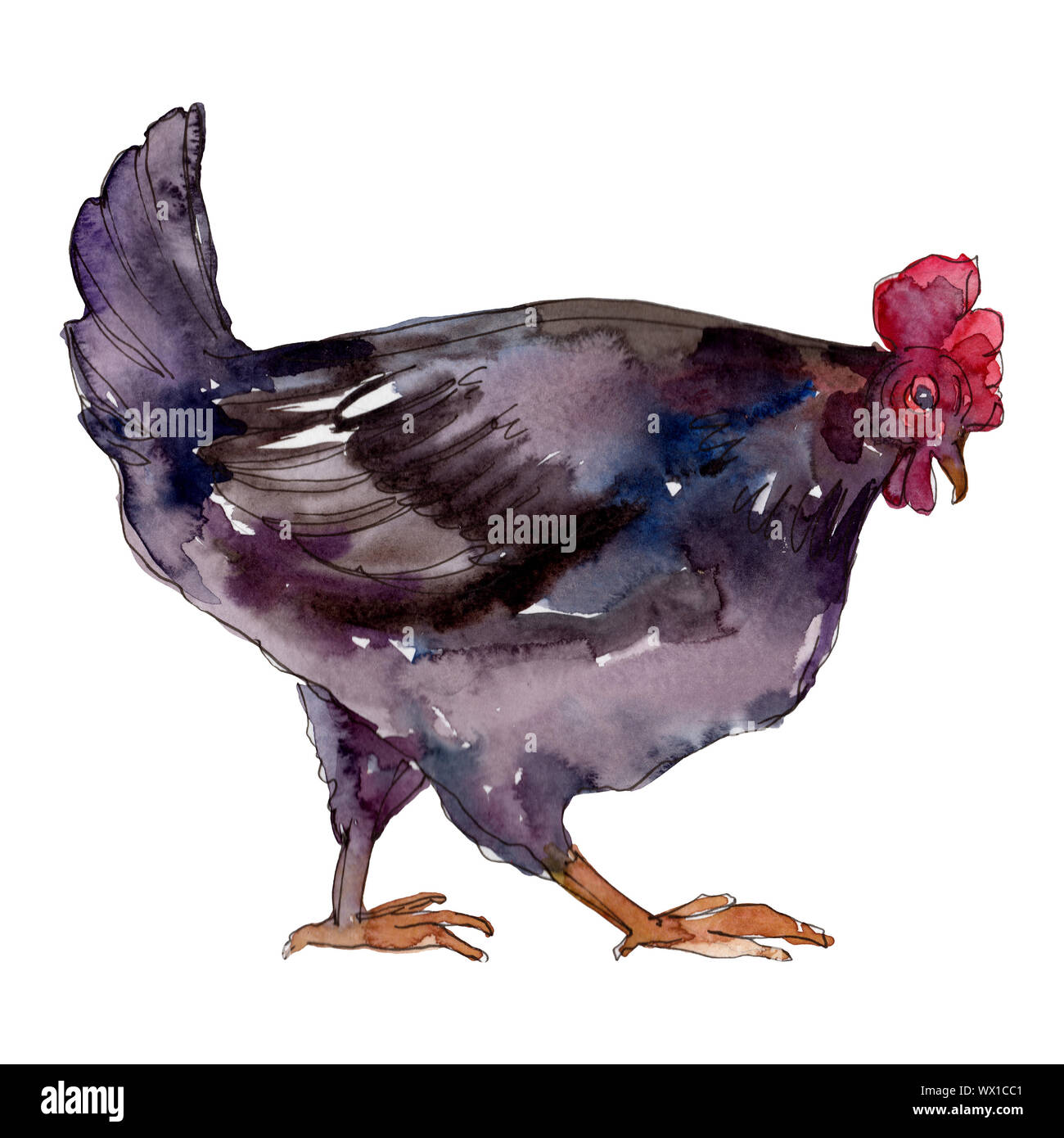 Hen farm animal isolated. Watercolor background illustration set ...