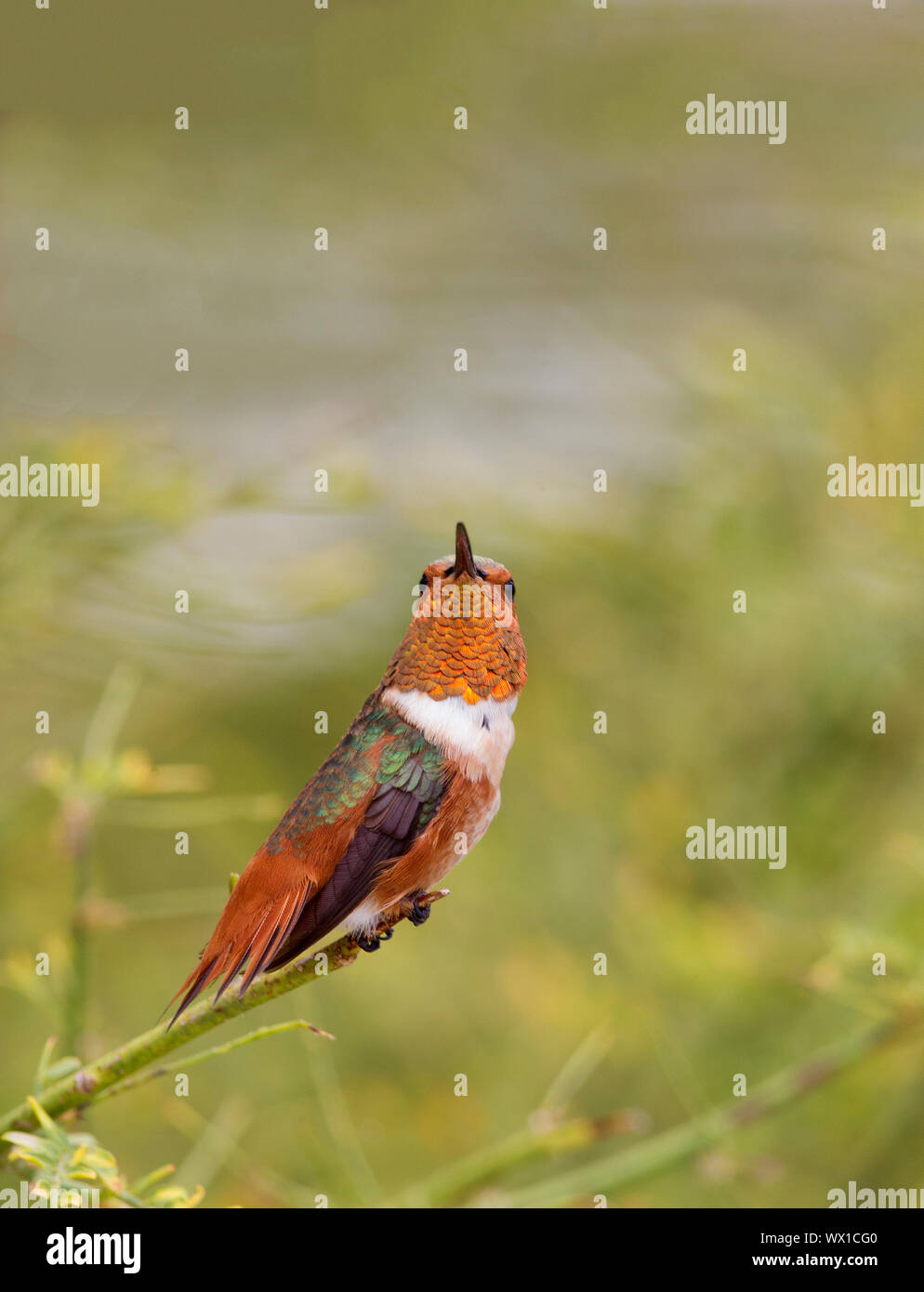 Hummingbird male perched hi-res stock photography and images - Alamy