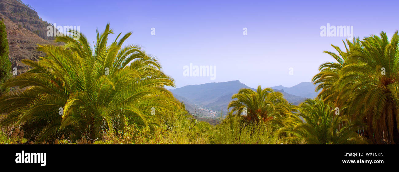 Gran Canaria Canary Palm tree mountains Phoenix canariensis Stock Photo ...